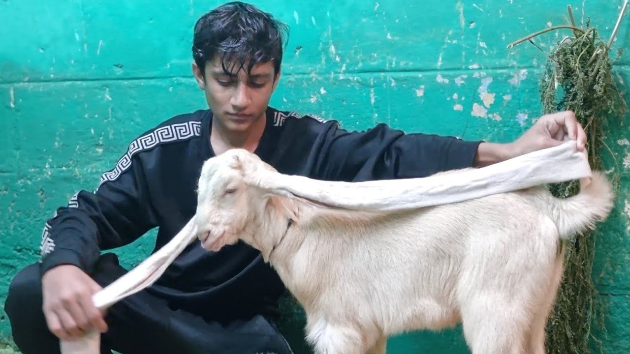 Simba Goat Breaks All Records of History - YouTube