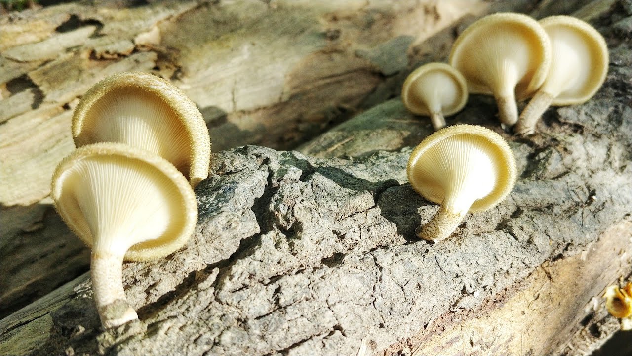Beautiful Mushroom growing on Mango Tree - YouTube