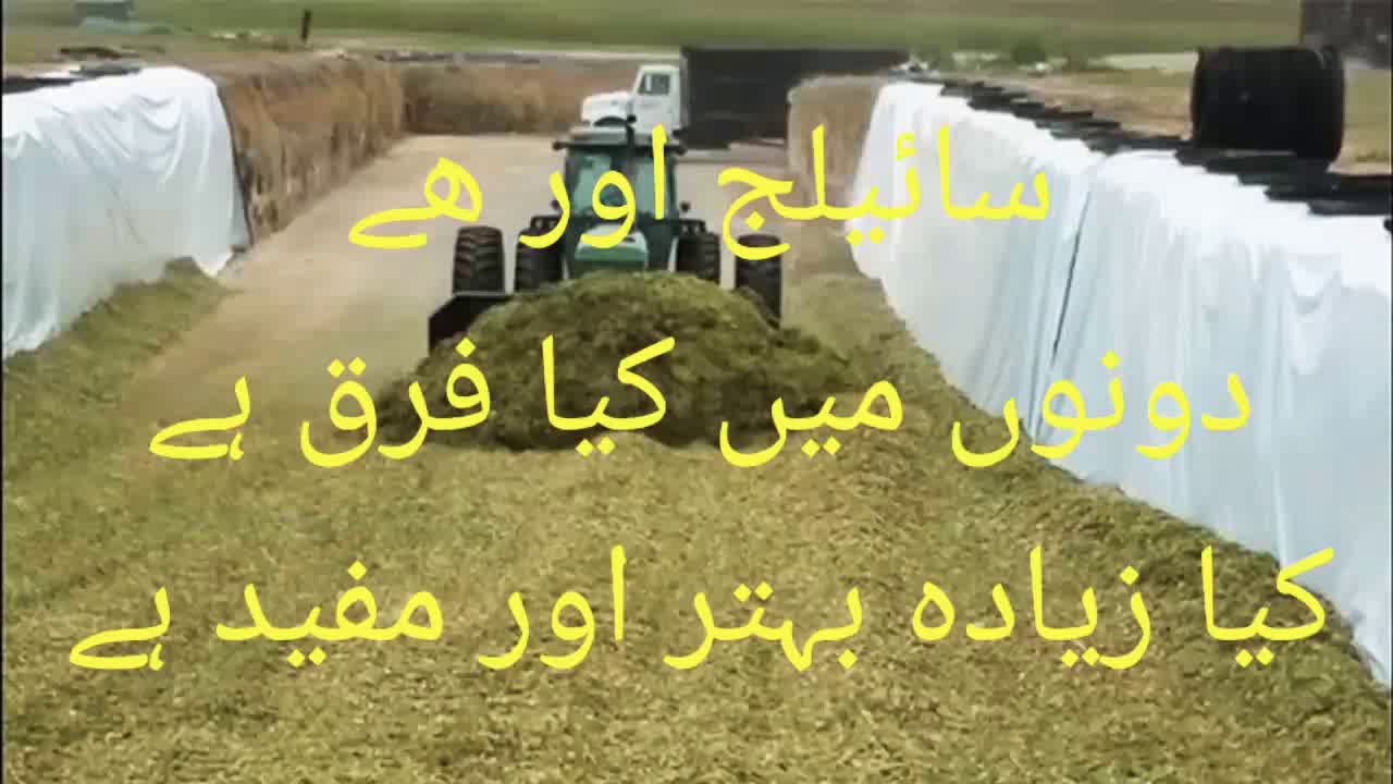 Silage and hay making in Pakistan for dairy farm || difference between ...