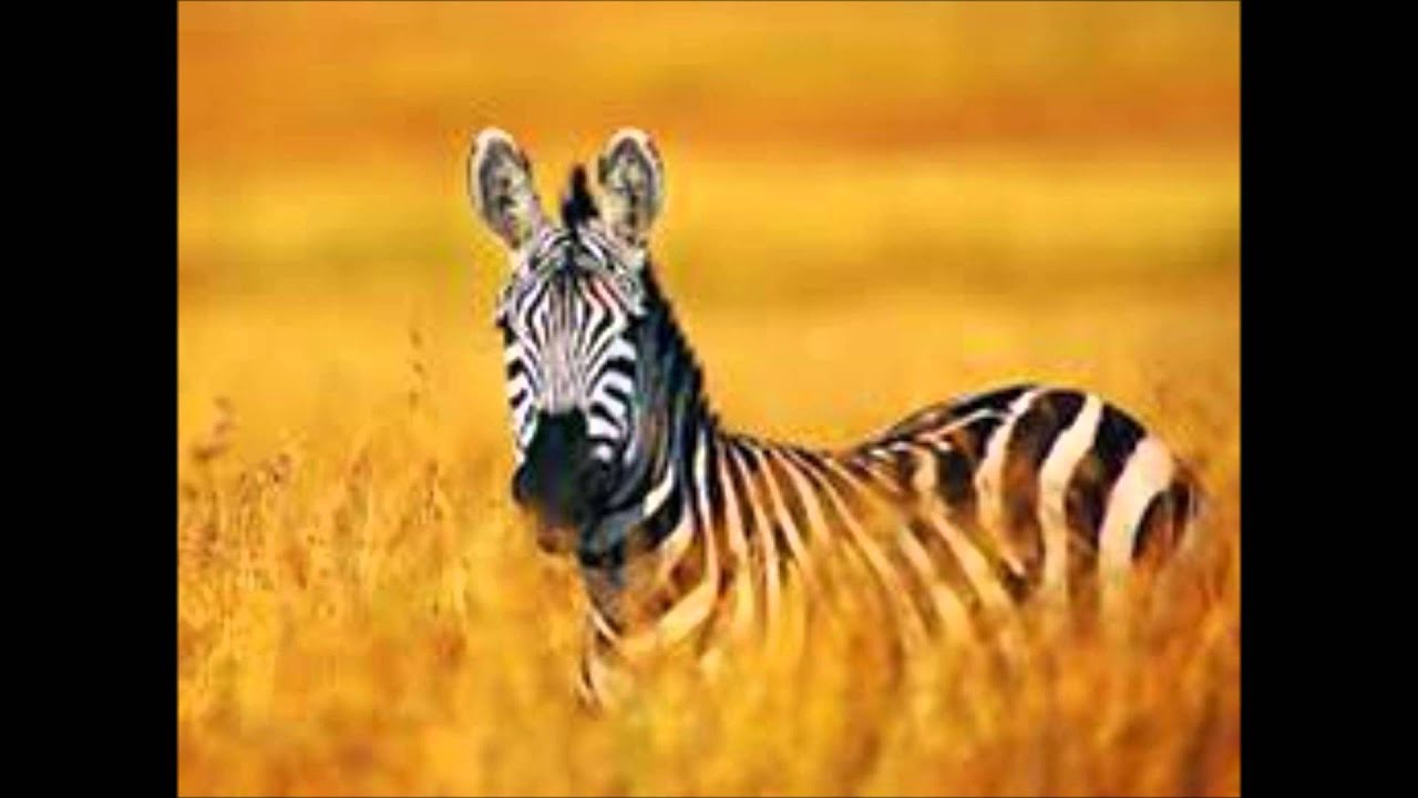 el caballo y la cebra - YouTube
