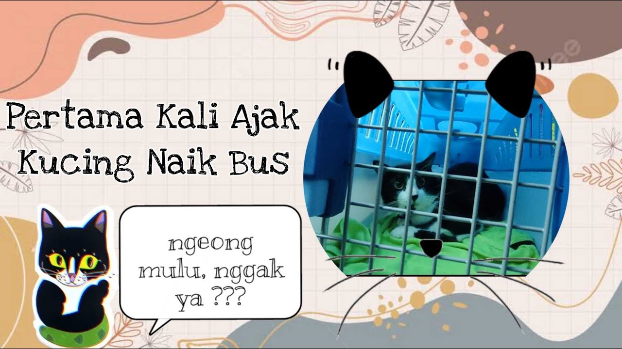 PERTAMA KALI BAWA KUCING NAIK BUS || Part 1 - YouTube