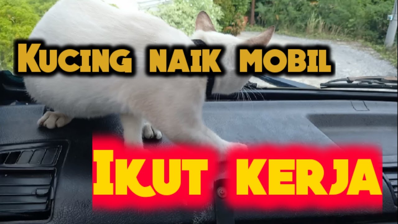 KUCING LUCU NAIK MOBIL | IKUT KERJA - YouTube
