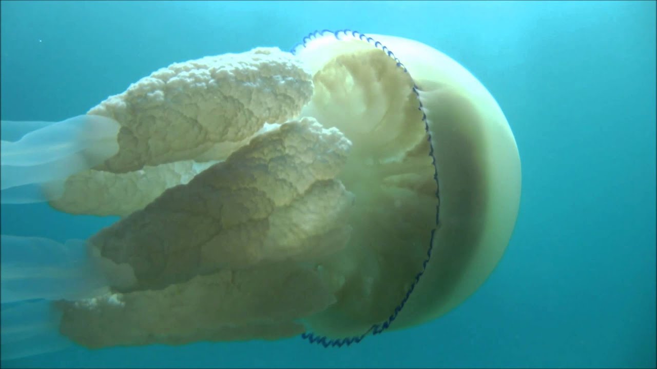 Giant barrel jellyfish filmed underwater off Cornwall, England, June ...