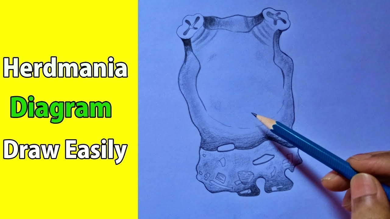 How to draw diagram of Herdmania | Herdmania diagram | Herdmania ...