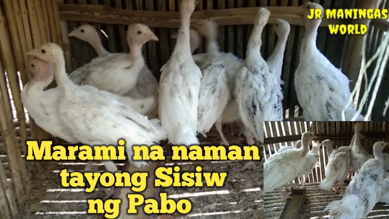 🦃PAANO MAG ALAGA NG SISIW NG PABO 🦃ANO ANG PAGKAIN NG AKING PABO. - YouTube