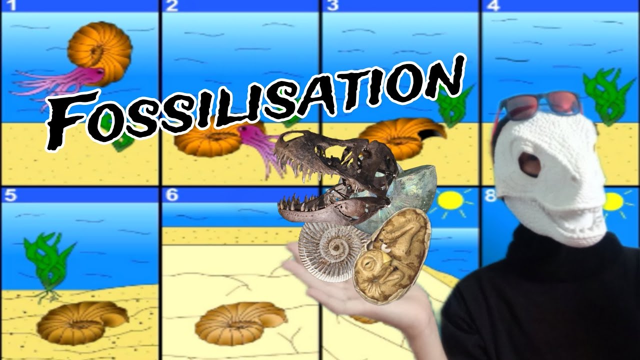 Comment se passe la fossilisation ? - YouTube
