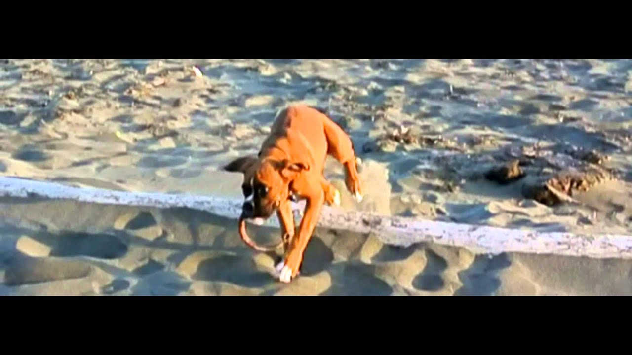 Malachi the Boxer - YouTube