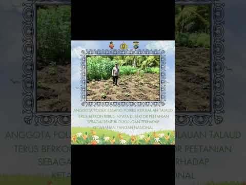 KETAHANAN PANGAN NASIONAL SEK ESSANG, RES KEPL TALAUD, POLDA SULUT ...