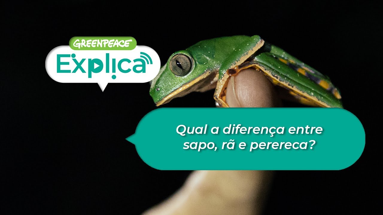 Qual a diferença entre sapo, rã e perereca? - Greenpeace Explica - YouTube