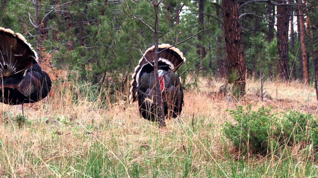 Foster Bartholow Black Hills Turkey 2016 - YouTube