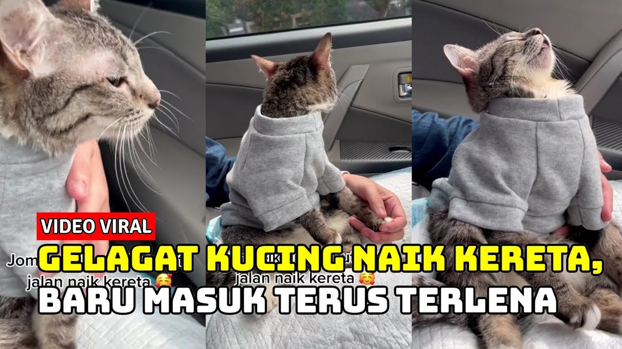 VIDEO KUCING 'ISTIMEWA', MASUK KERETA AUTO MENGANTUK - YouTube