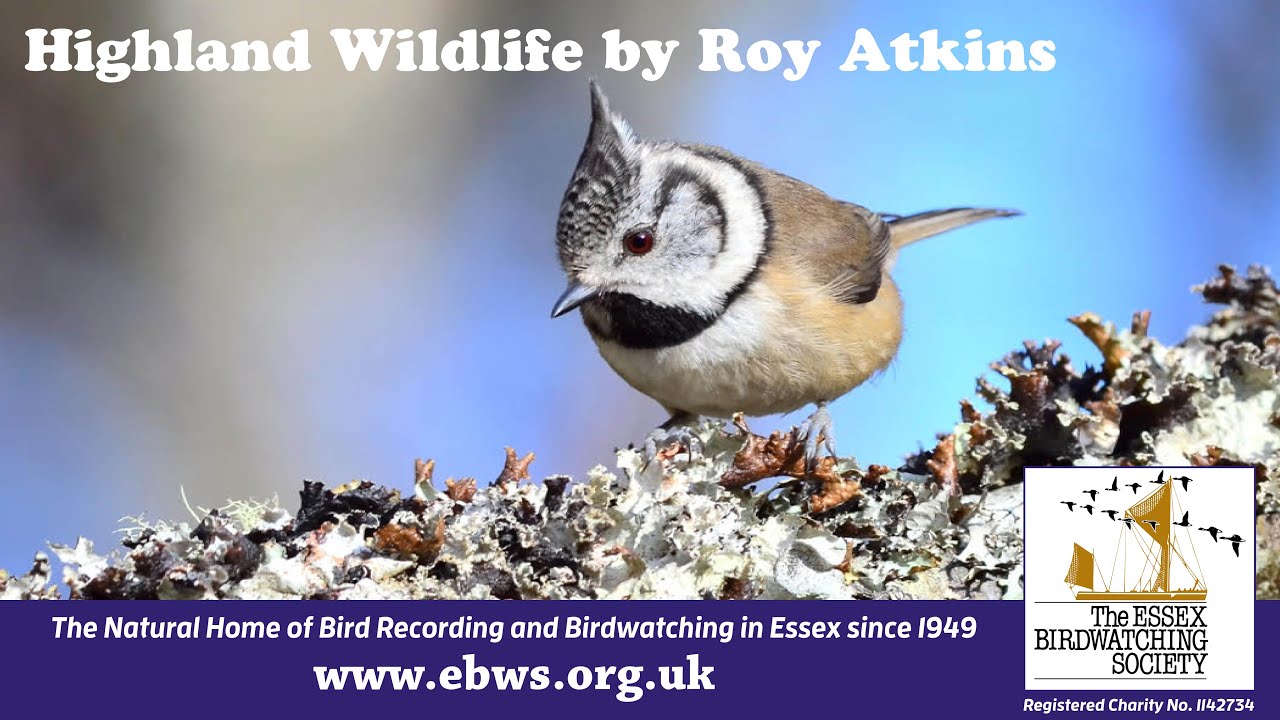 Highland Wildlife with Roy Atkins (8/1/21) - YouTube