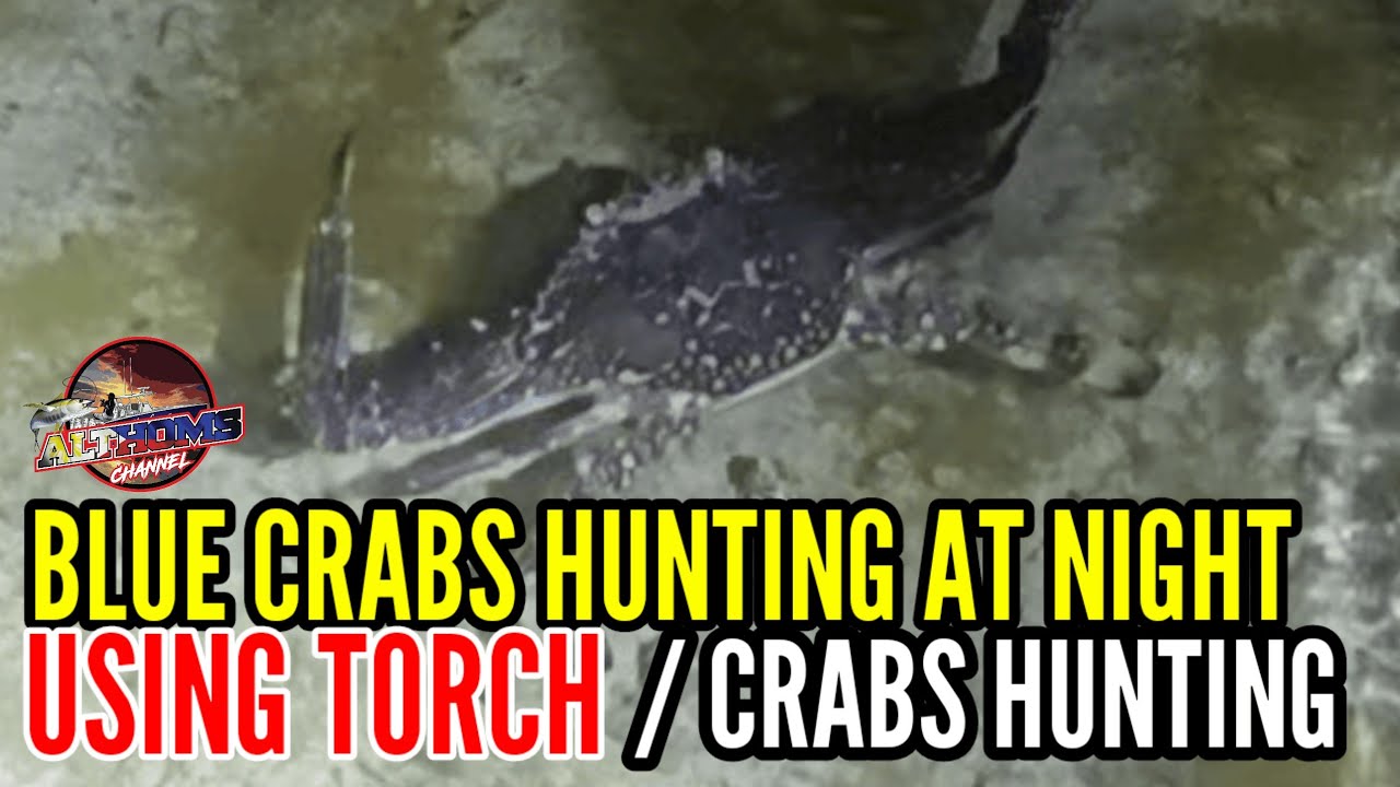 🇦🇪 HUNTING BLUE CRABS AT NIGHT USING TORCH / ABU DHABI CRABBING ...