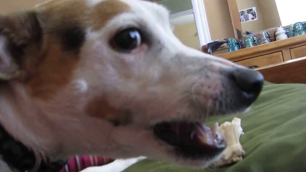 Angry Jack Russell Terrier! - YouTube