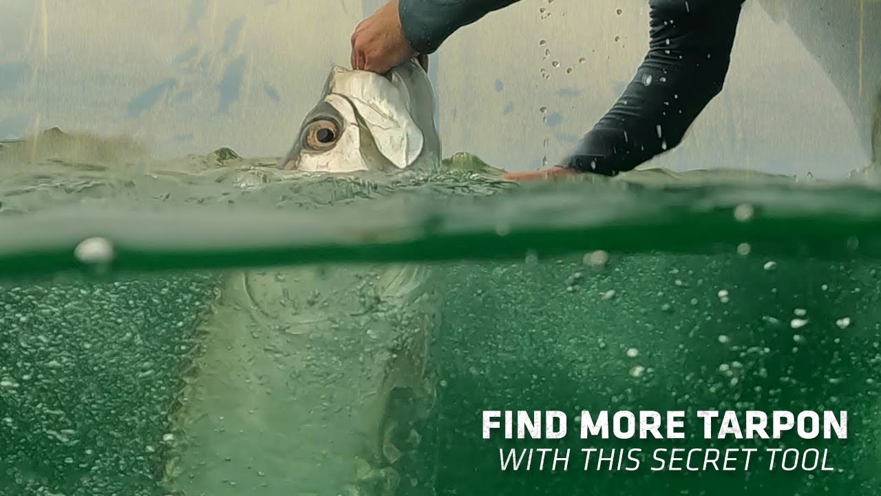 How to Find & Catch More Tarpon [Secret Tool] - YouTube