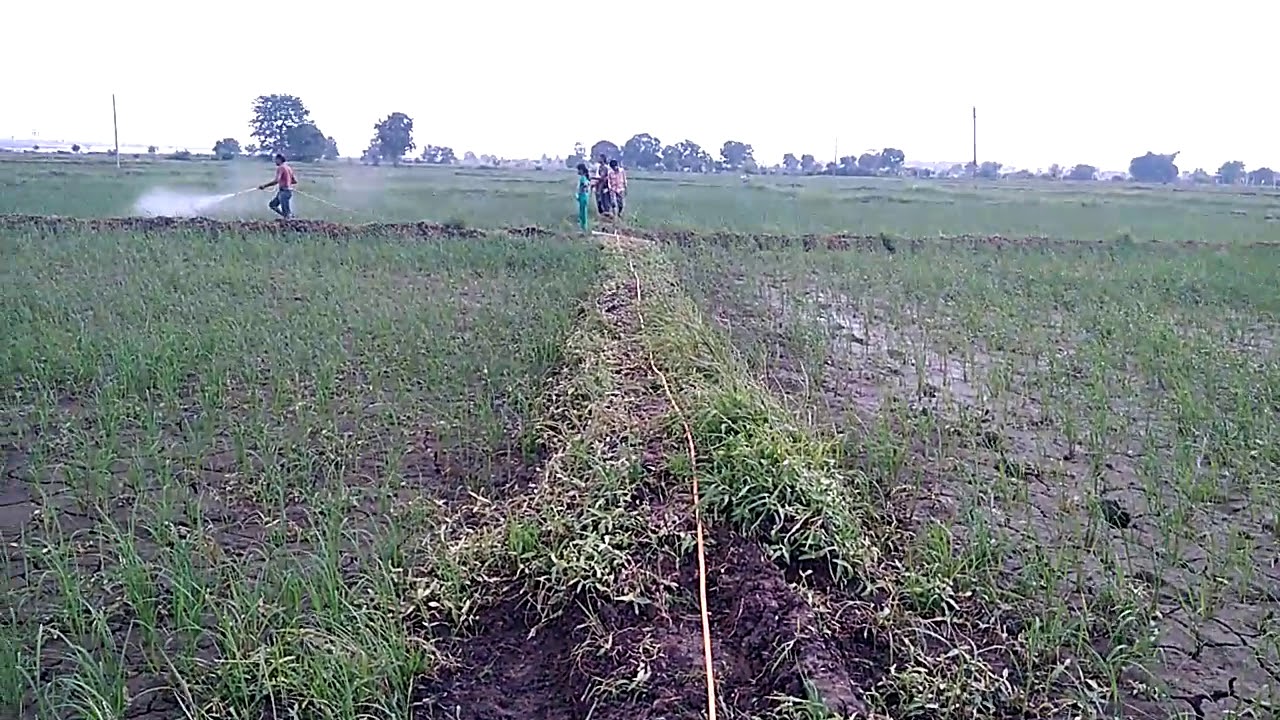 Weedicide spray on paddy - YouTube