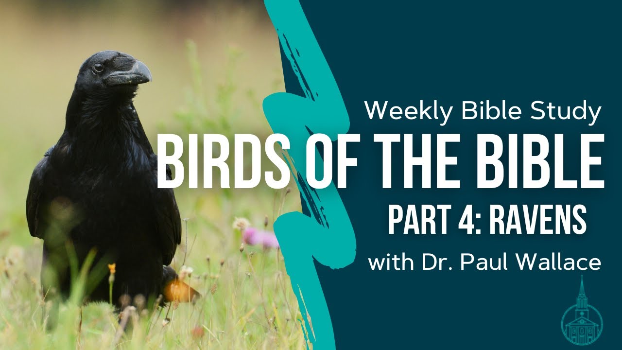 Birds of the Bible pt 4: Ravens - YouTube