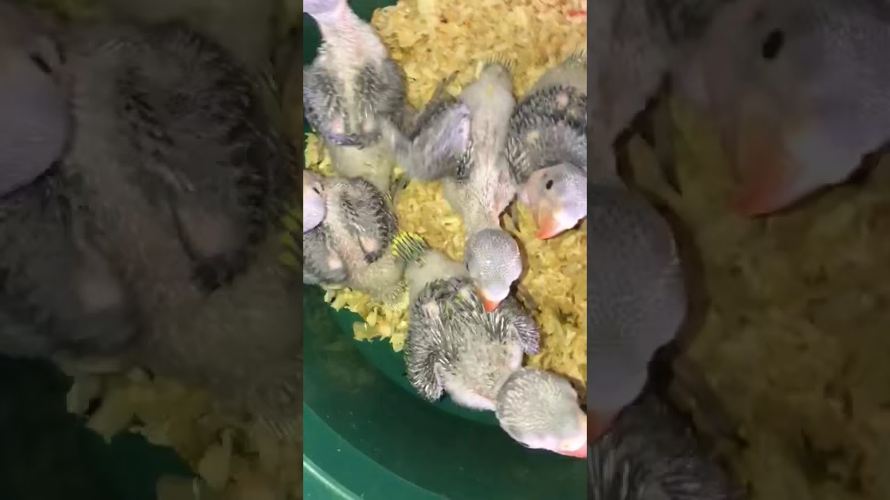 Hand Raising Birds - YouTube