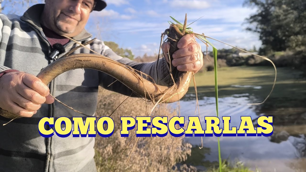 Como pescar anguilas en Pesca en agua dulce - YouTube