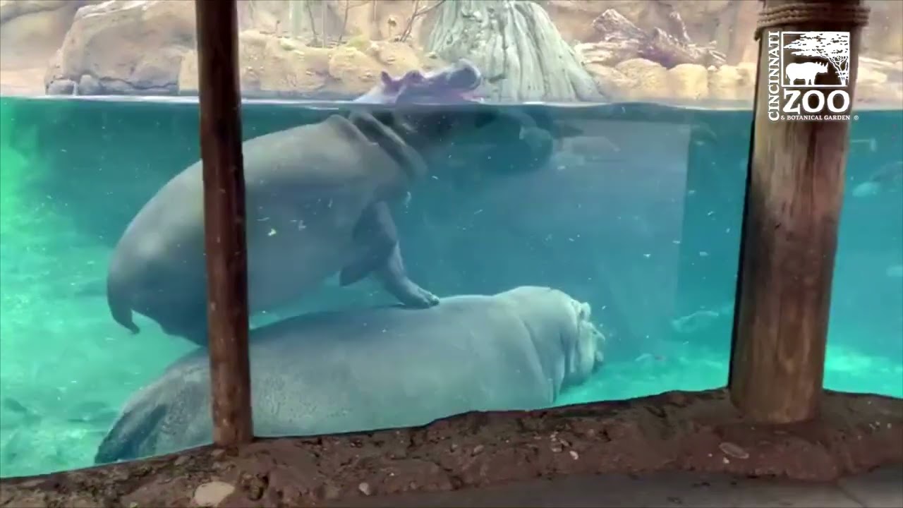 Fiona Year 5 Highlights - Cincinnati Zoo - YouTube