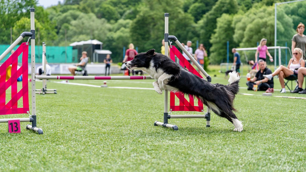 BC CHAMP agility 2025 || Euphoria border collie - YouTube