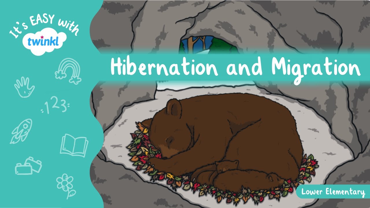 Hibernation and Migration | It’s Easy With Twinkl | Twinkl USA - YouTube