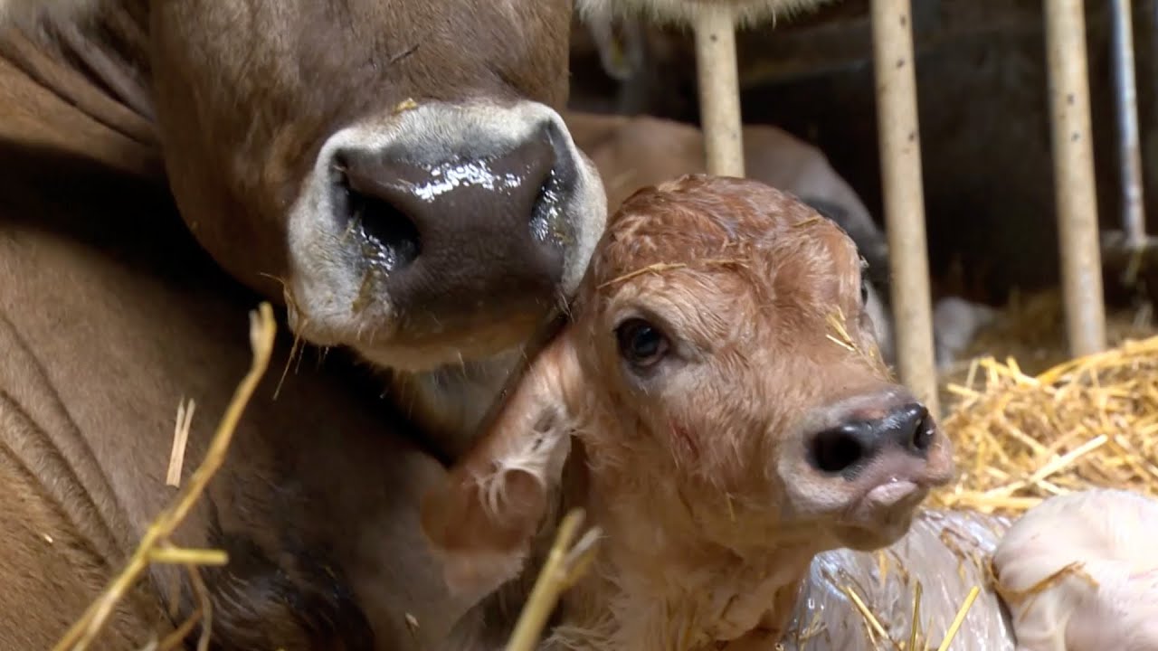 COME NASCE UN VITELLINO? - YouTube