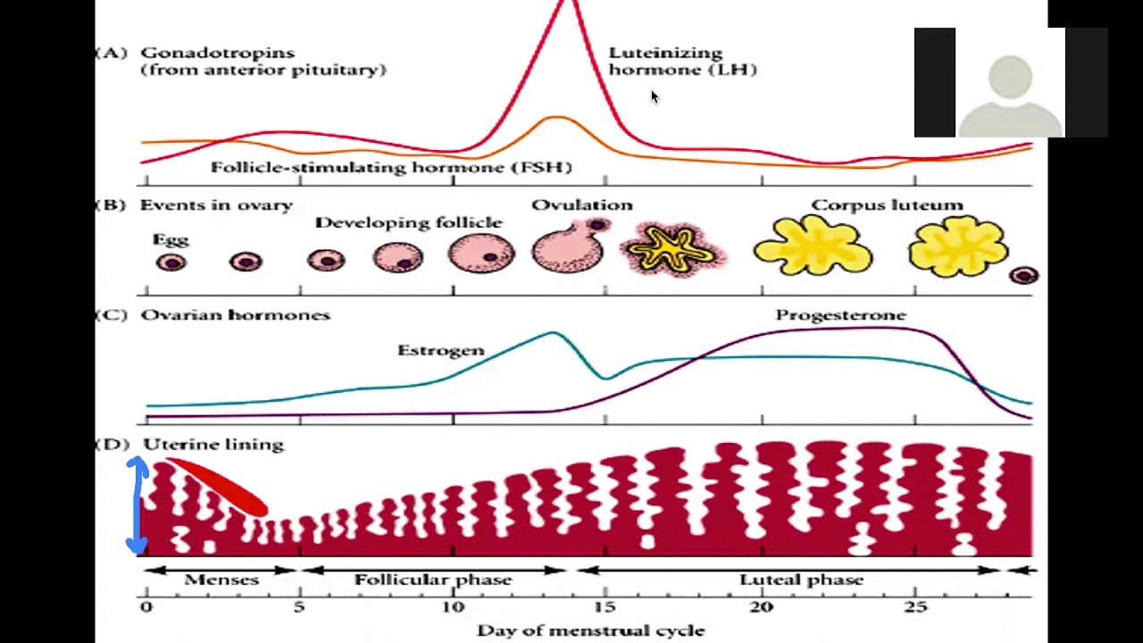 Biology 11 AM Female Rep System WK5 - YouTube