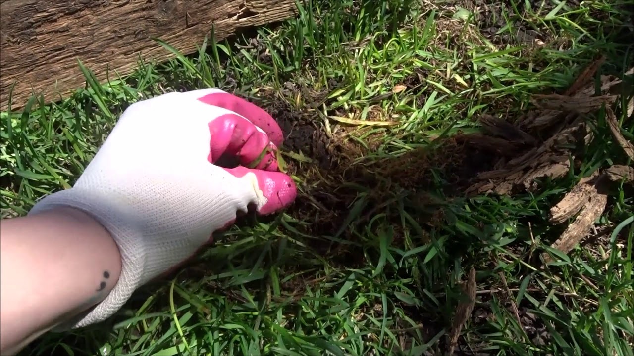 Outdoor Adventure: Bug Walk - YouTube