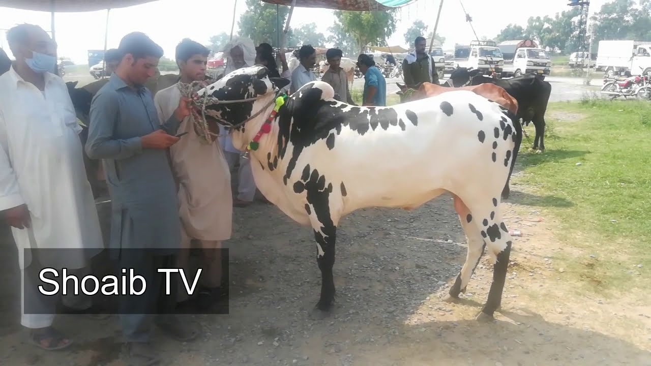 Dhanni Bull in Mandra Mandi || Donda Bull || Eid 2020|| Shoaib Tv - YouTube