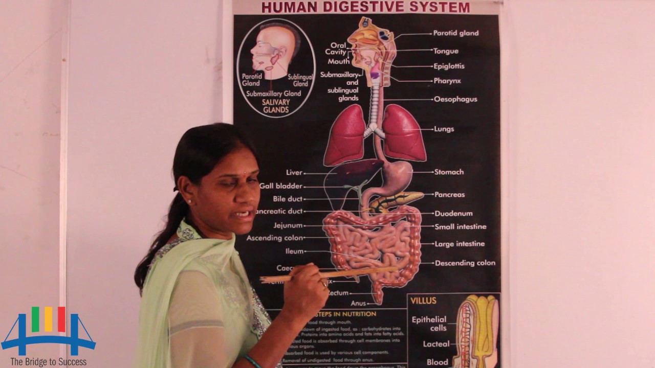 Biology- Human Digestive System(class 7,8,9,10) - YouTube