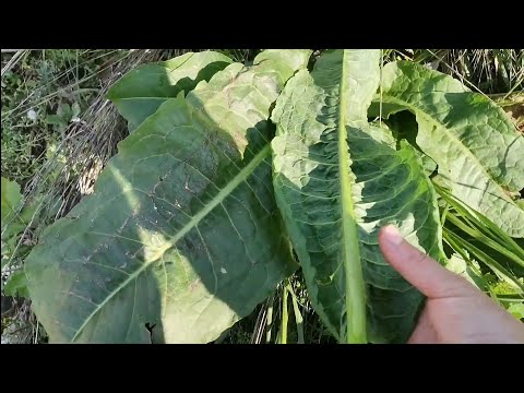 🌿Ot Toplayalım🌿Köyün Otları Bir Taraftan Kartlaşıyor Bir Taraftanda Yağmurla Yeniden Tazeleniyor🌿
