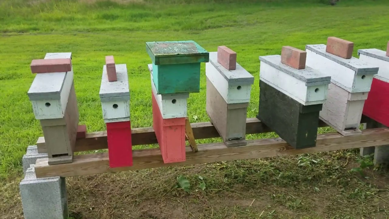 Dreaming Queen Rearing at Christmas? Barnyard Bees Mating Nuc - YouTube