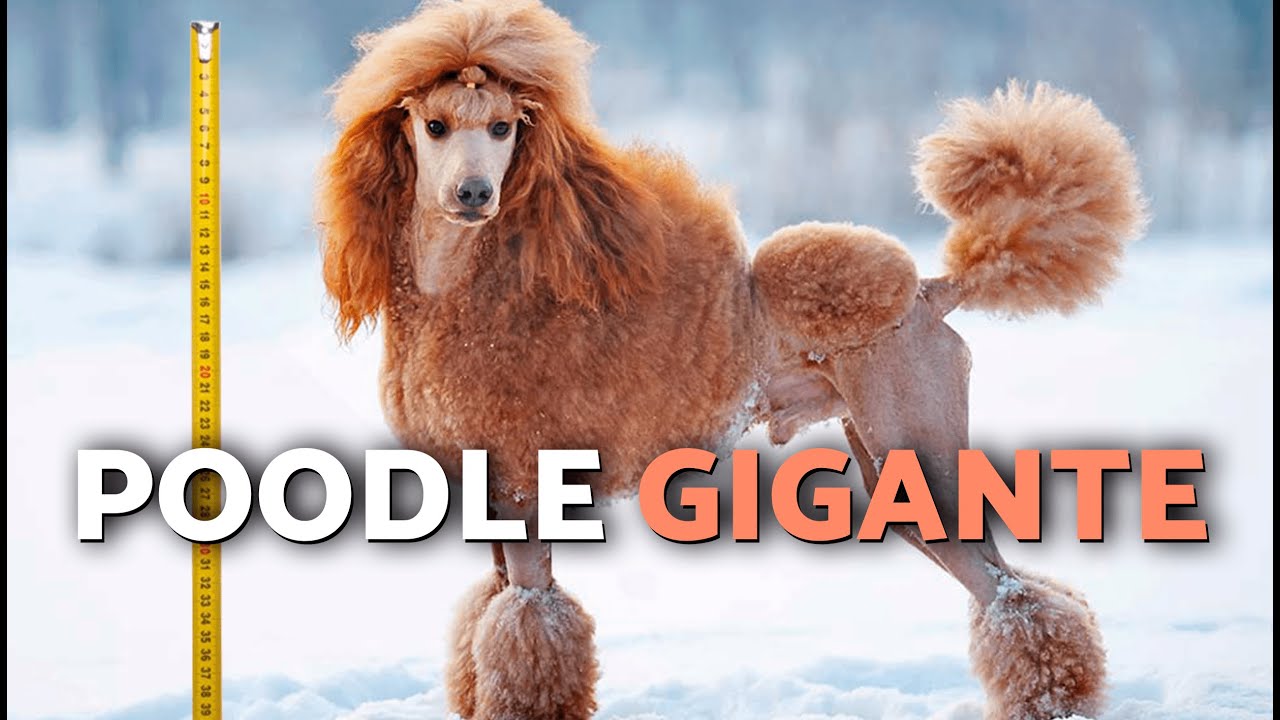 ¡Así es el CANICHE o POODLE GIGANTE! 🐩 (Cuidados del caniche ...