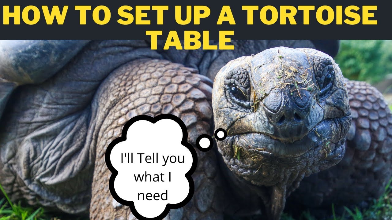 How to set up a Tortoise Table for a baby Tortoise - YouTube