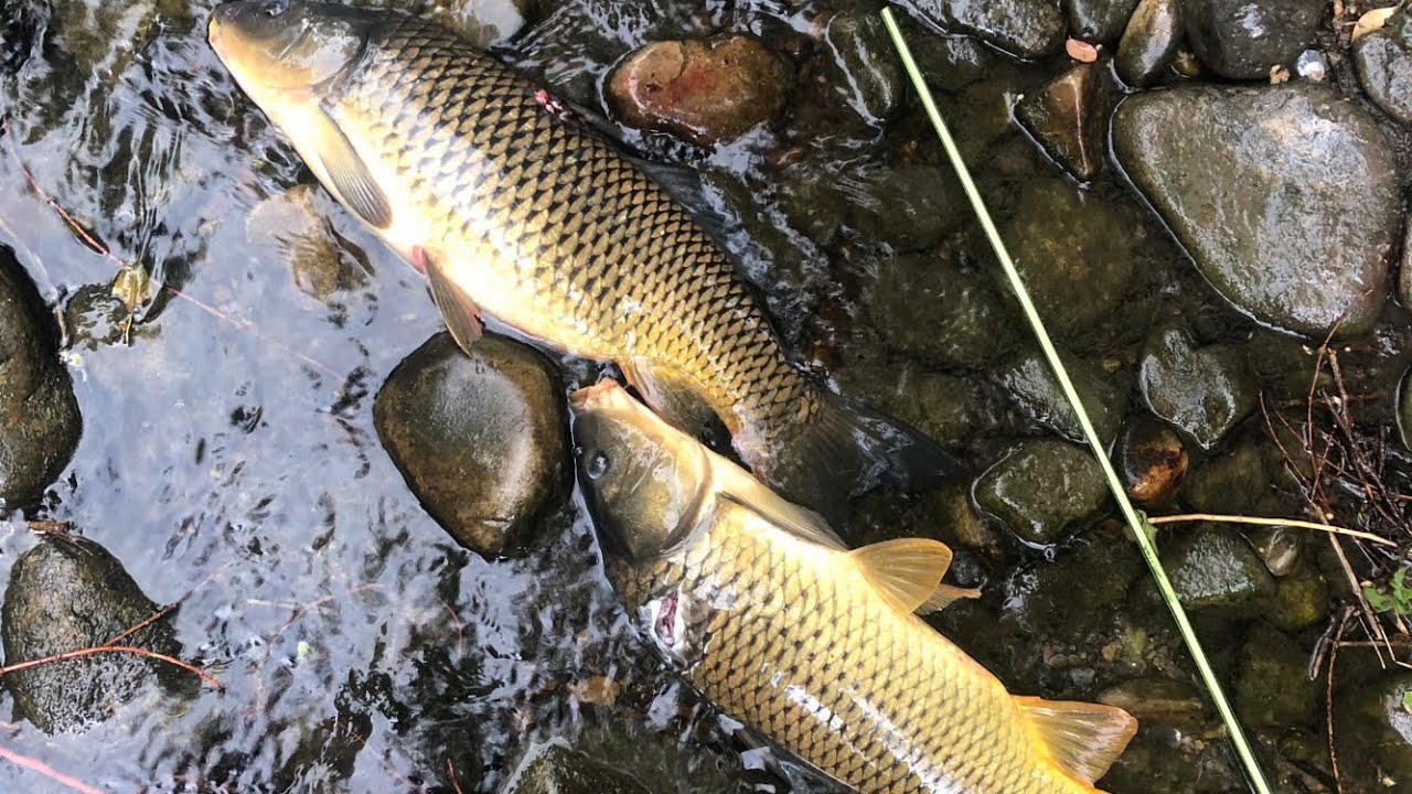 This Shallow River Was Loaded With Carp | Utah Bowfishing 2022 - YouTube