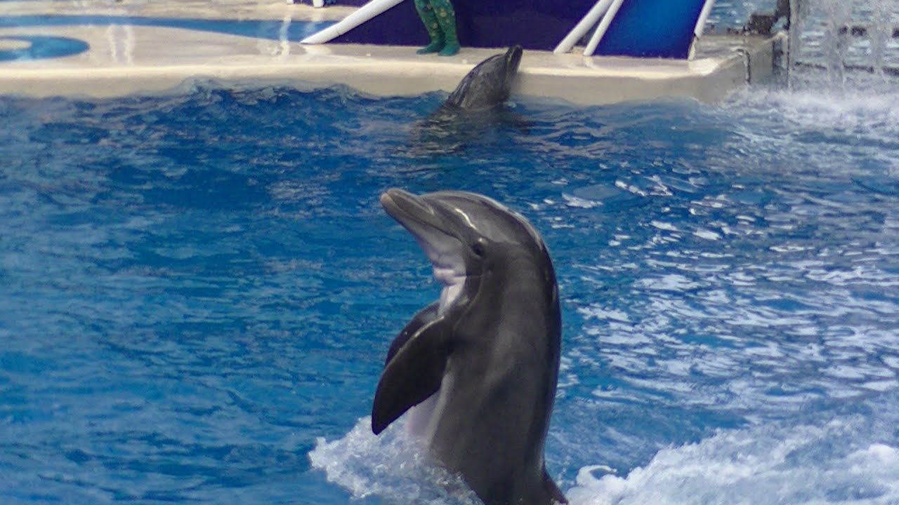 Blue Horizons (Full Show/Full HD) Aug 16 2015 - SeaWorld Orlando - YouTube