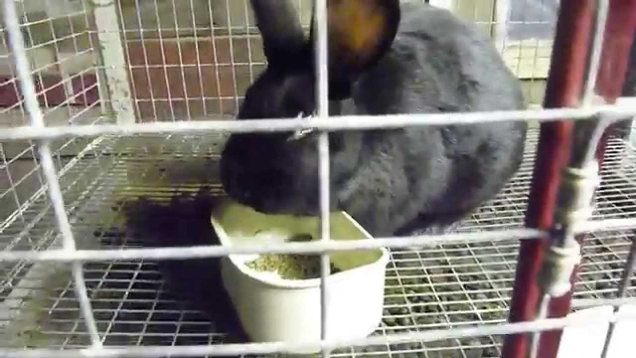 New zealand meat rabbits - YouTube