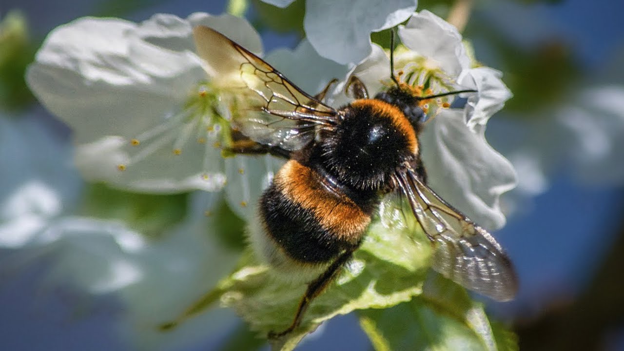 Bare en lille humlebi… - YouTube