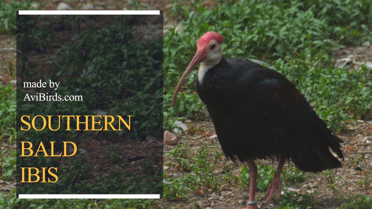 Southern Bald Ibis [Geronticus Calvus] - YouTube
