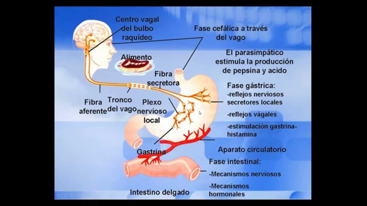 Hormona Gastrina. - YouTube