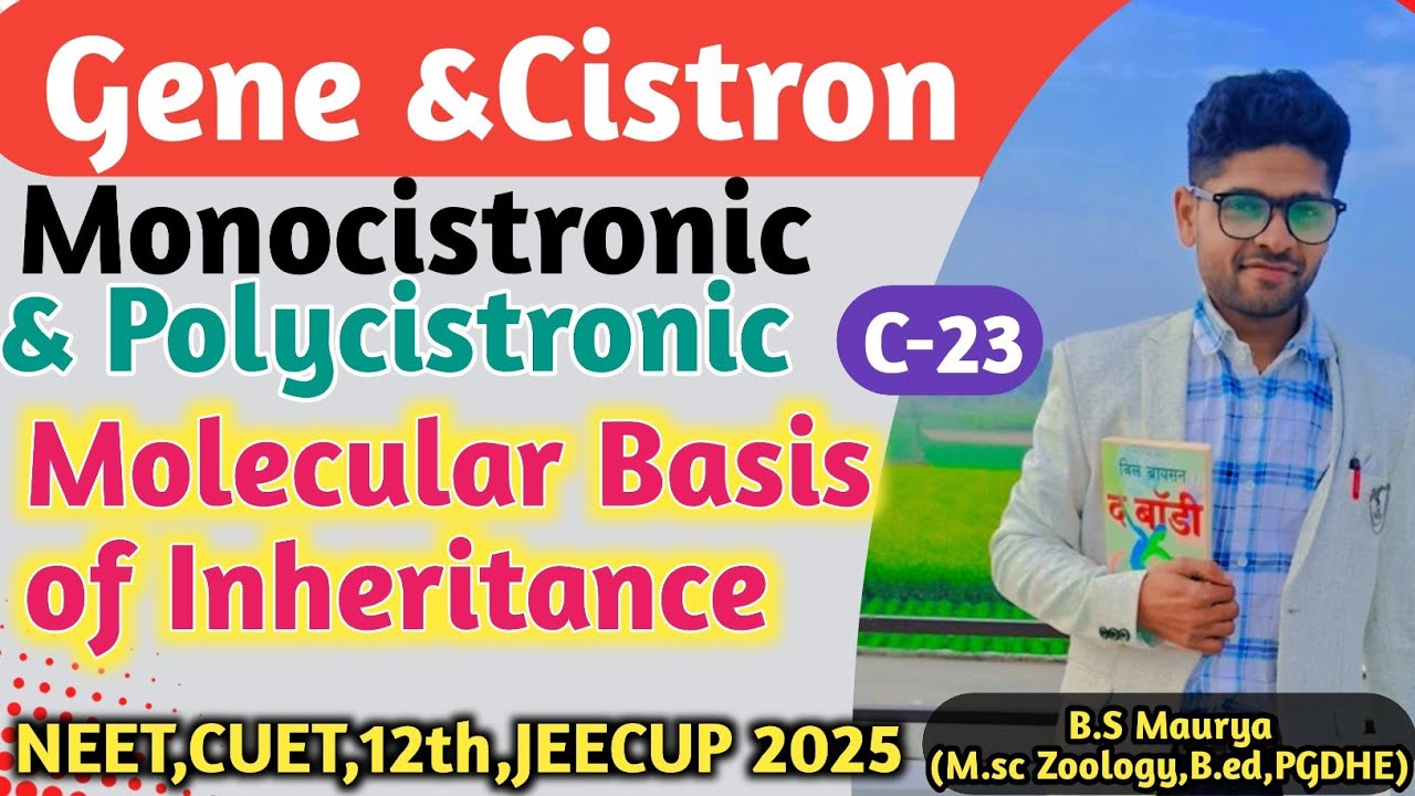 Gene and Cistron|Monocistronic and Polycistronic|Molecular basis of ...