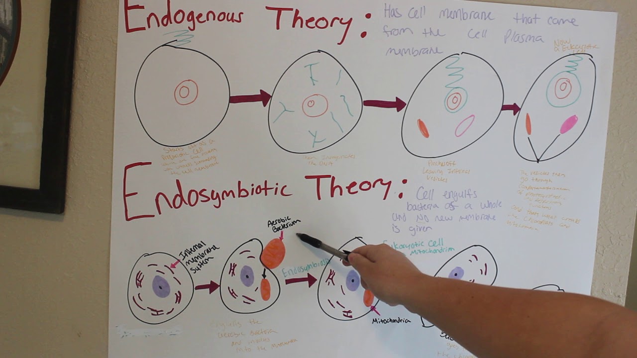 Lab 2 - Endogenous Theory vs. Endosymbiotic Theory - YouTube