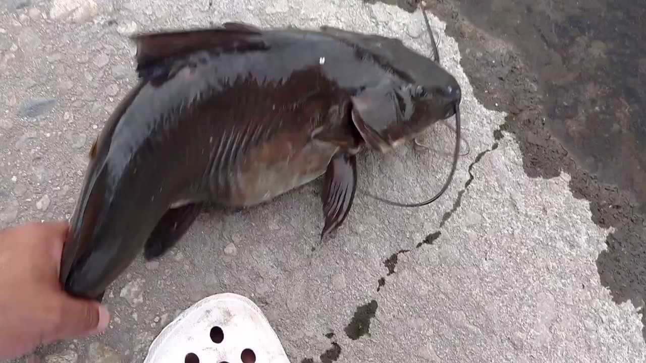 DEVOLUCION MONCHOLO RIO SUQUIA CORDOBA - YouTube