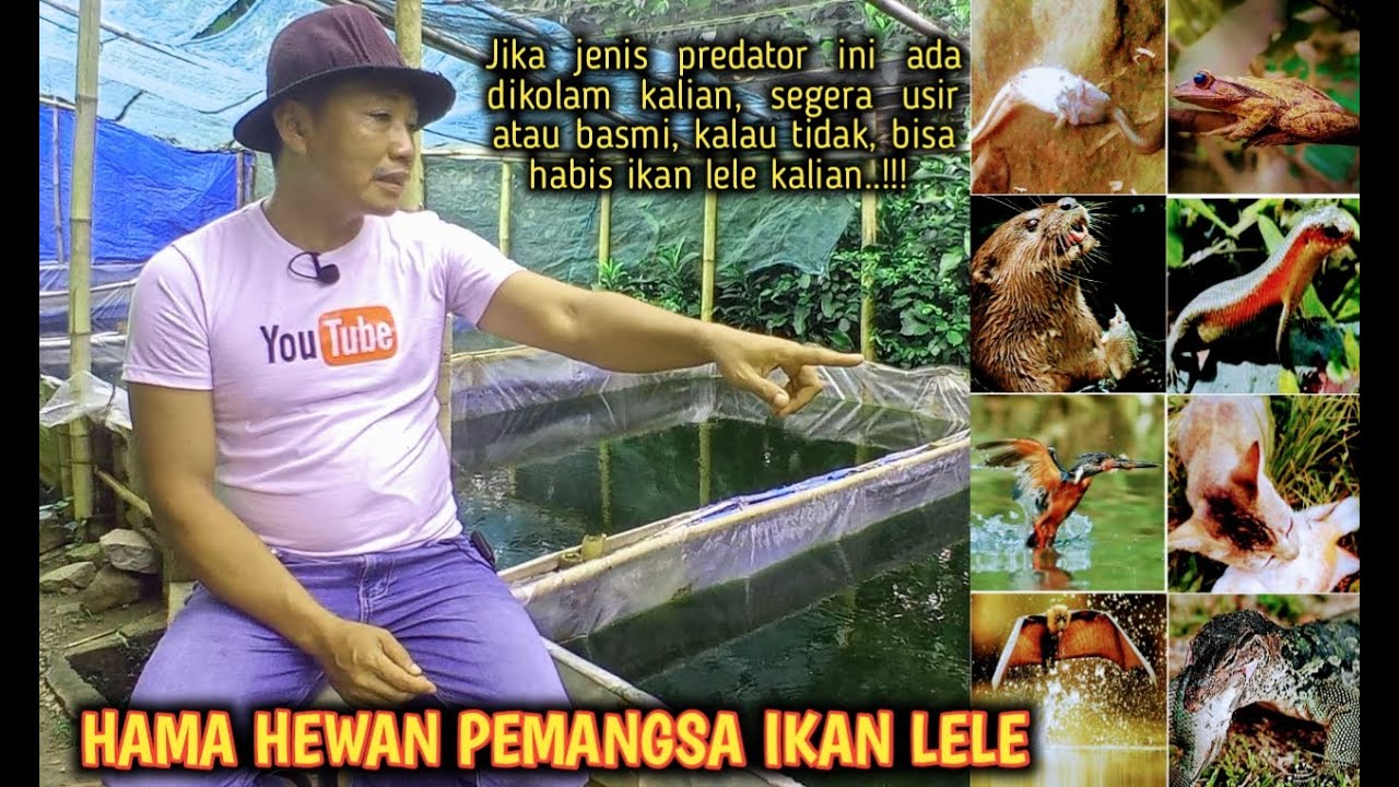 JENIS HAMA HEWAN YANG SUKA MEMANGSA IKAN LELE - YouTube