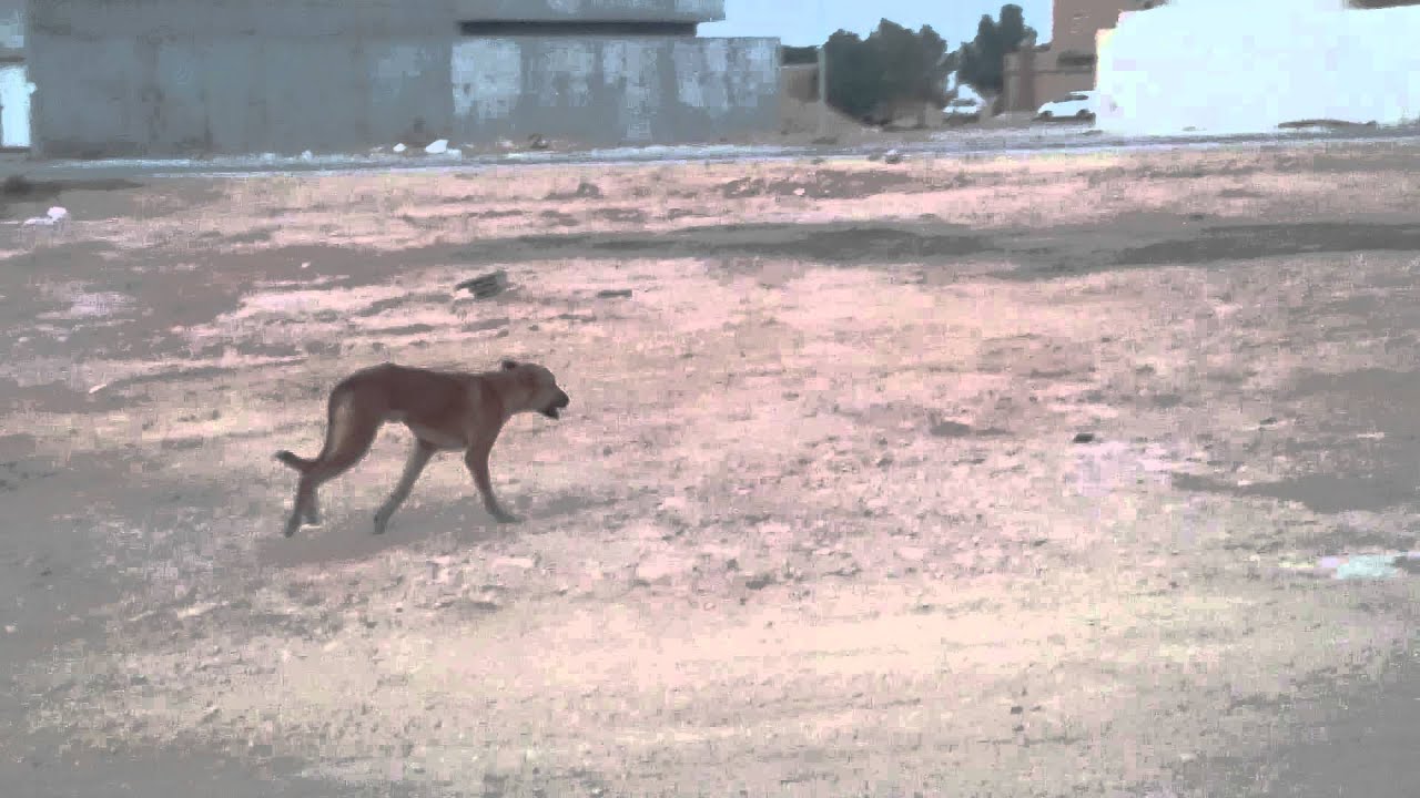 Dog in Saudi Arabia - YouTube
