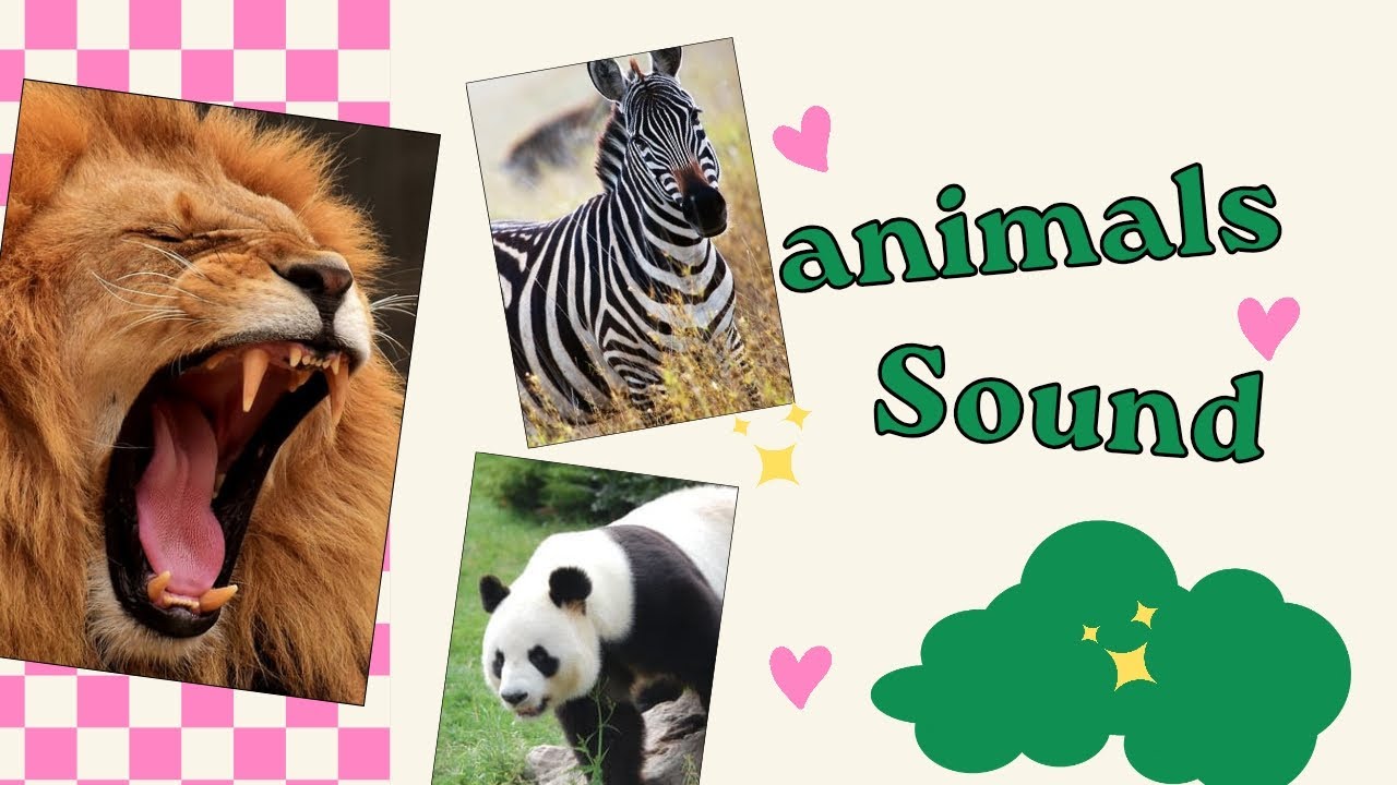 Animals sound|Animals for kids|Best Animals sound| Animals - YouTube