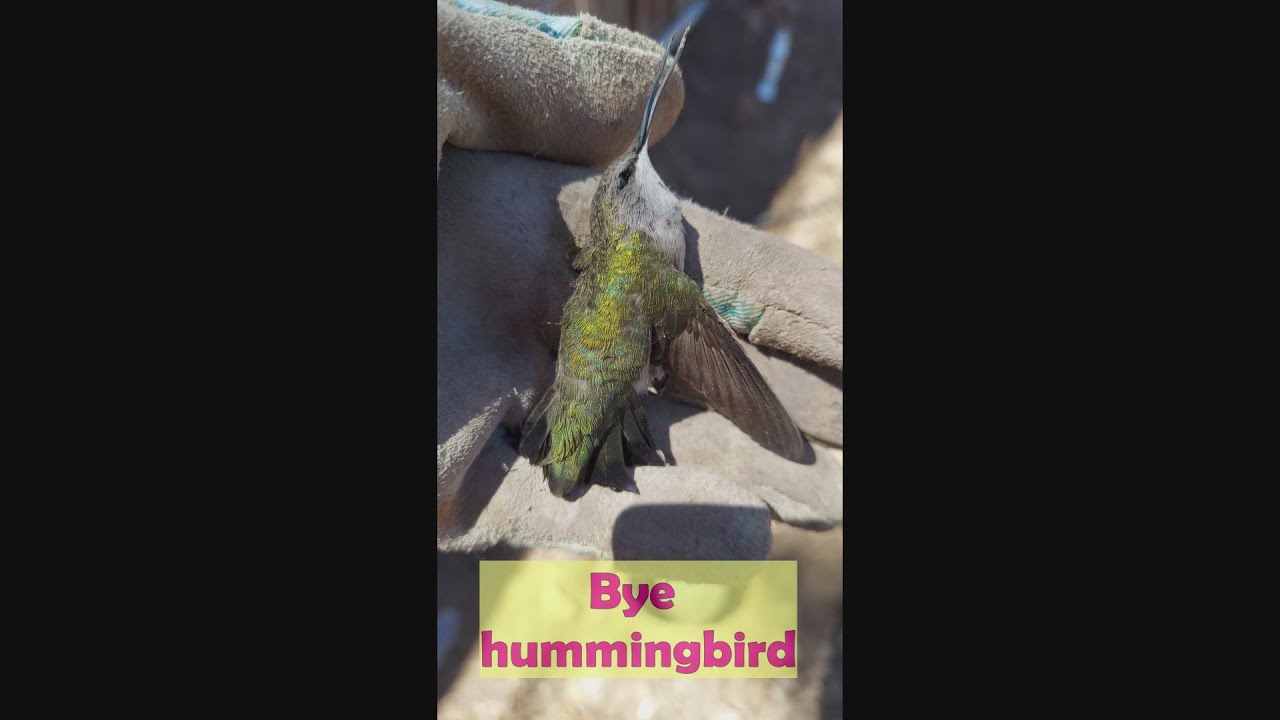Hummingbird Died inside my greenhouse /Too hot / Sad news - YouTube