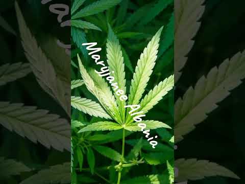 Maryjanee Albania_ft_ian_daniel (official audio) 2026