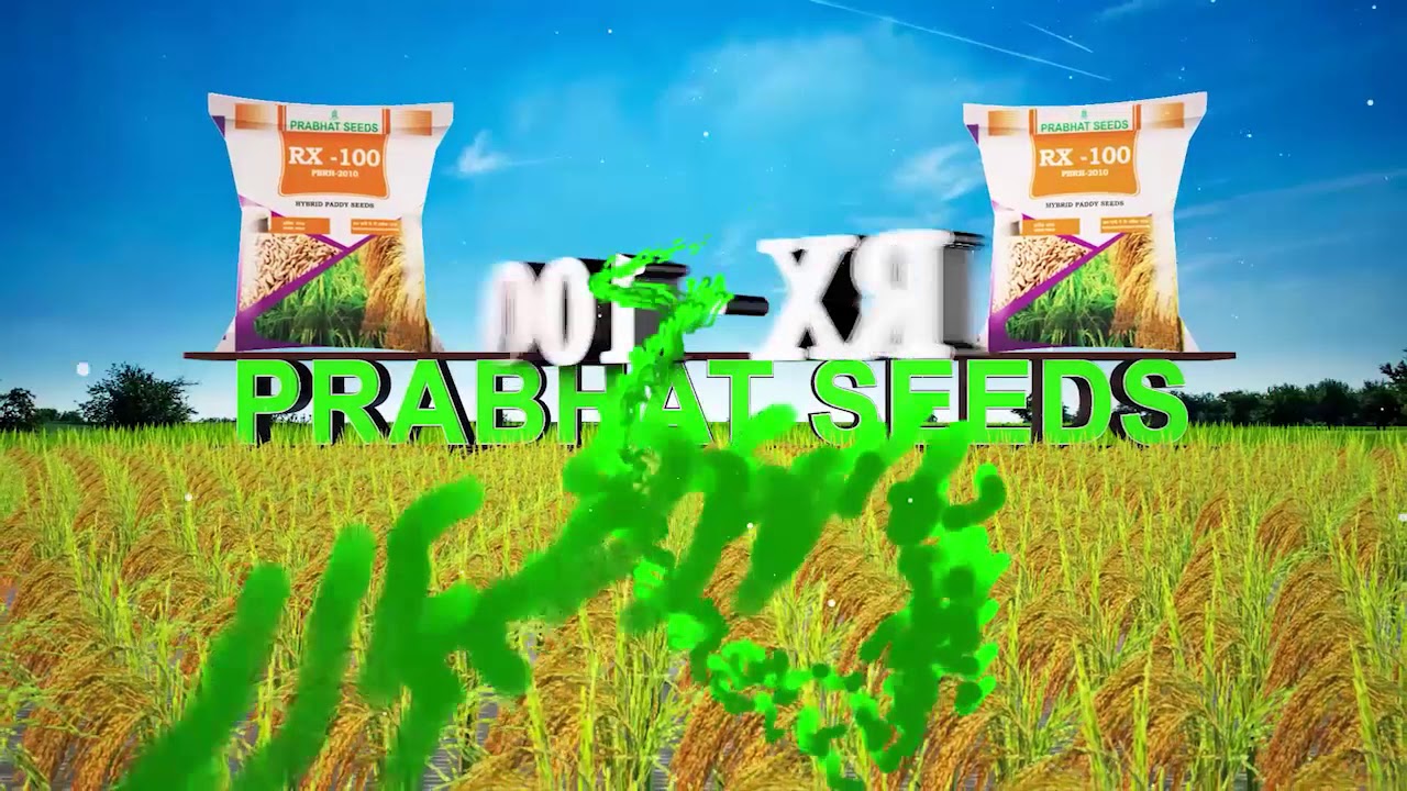 Hindi- RX-100 new hybrid rice from Prabhat seeds - YouTube